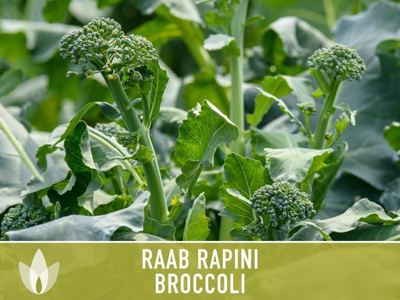 Broccoli Raab Rapini Seeds Heirloom Seeds Microgreens - Etsy
