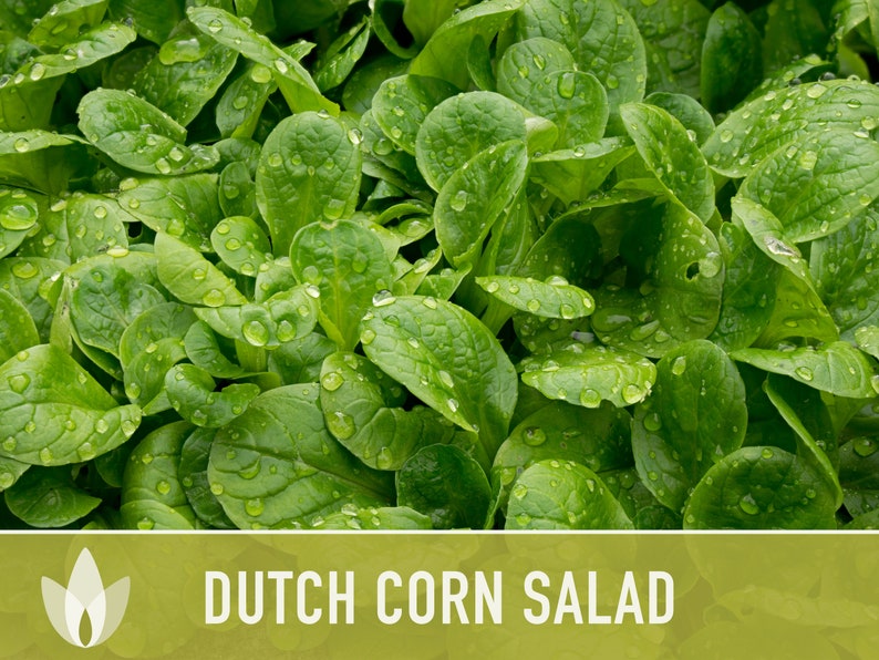 Corn Salad Dutch Mache Heirloom Seeds Winter Salad Grow - Etsy