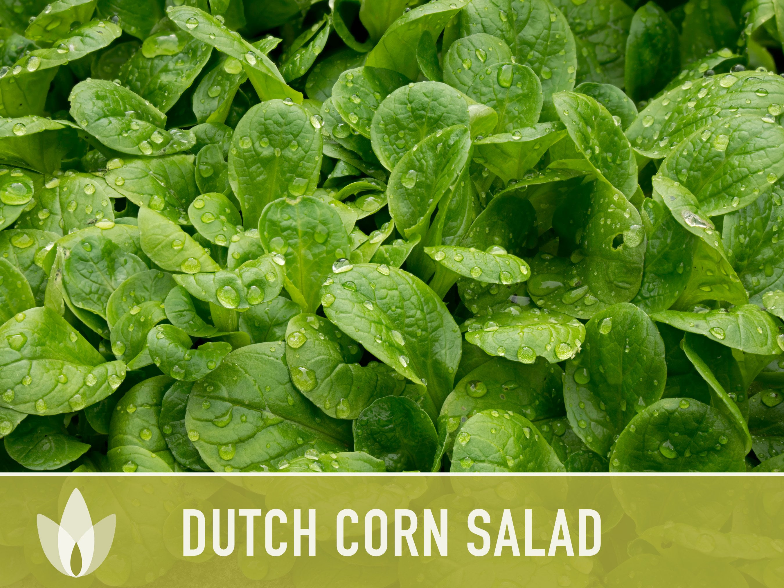 Corn Salad, Dutch, Mache Heirloom Seeds - Winter Salad, Grow All Year ...