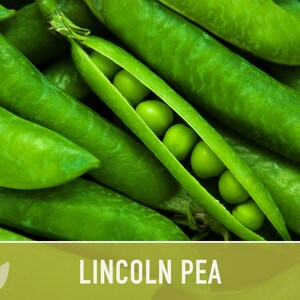 Lincoln Garden Pea Seeds – Heirloom, High Yield, Non-gmo - Etsy