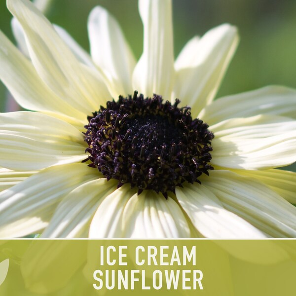 Pink Sunflower Seeds - Etsy