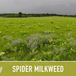 Spider Milkweed Seeds – Asclepias Viridis, Monarch Butterfly Habitat - Etsy