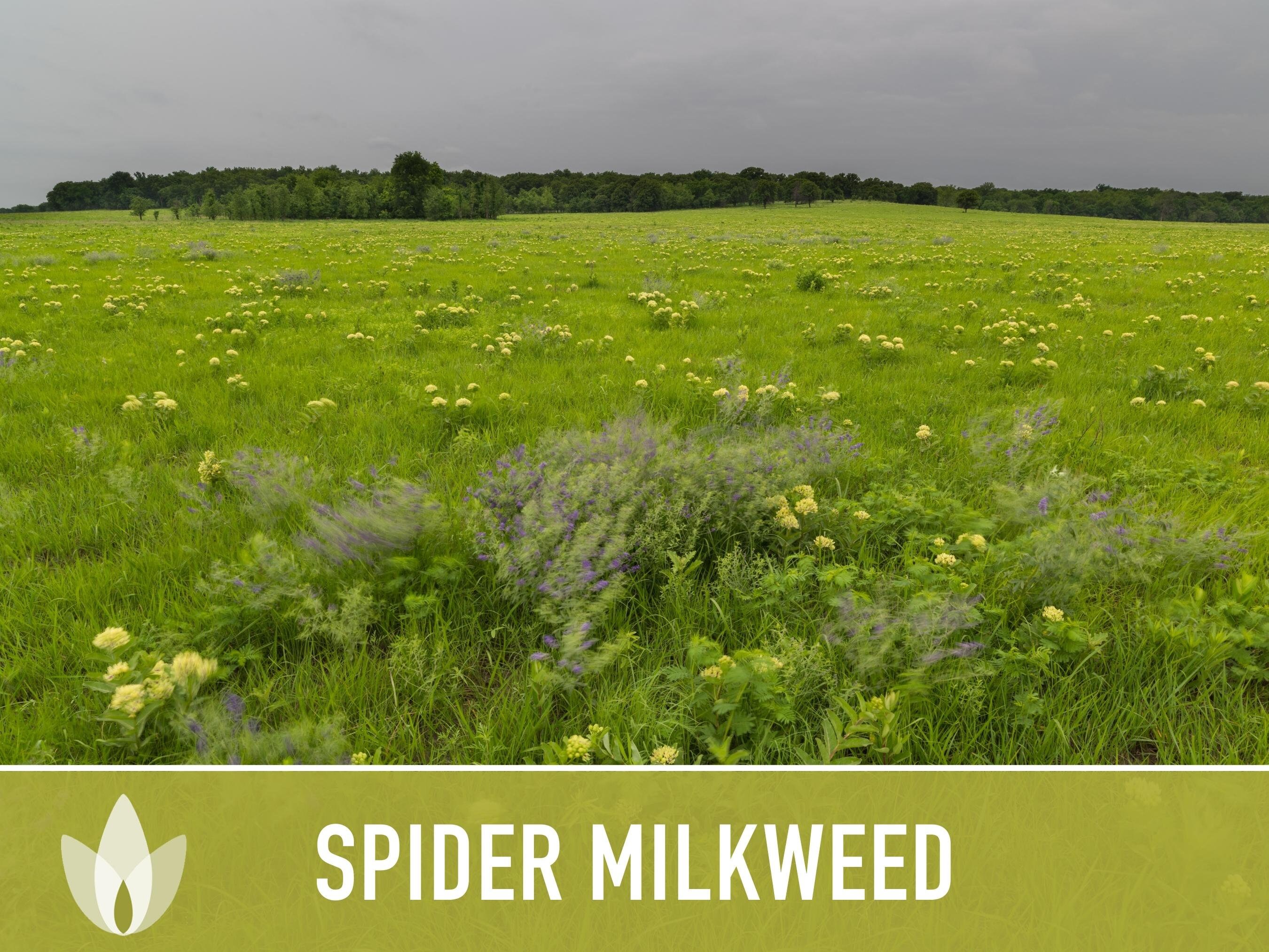 Spider Milkweed Seeds – Asclepias Viridis, Monarch Butterfly Habitat - Etsy