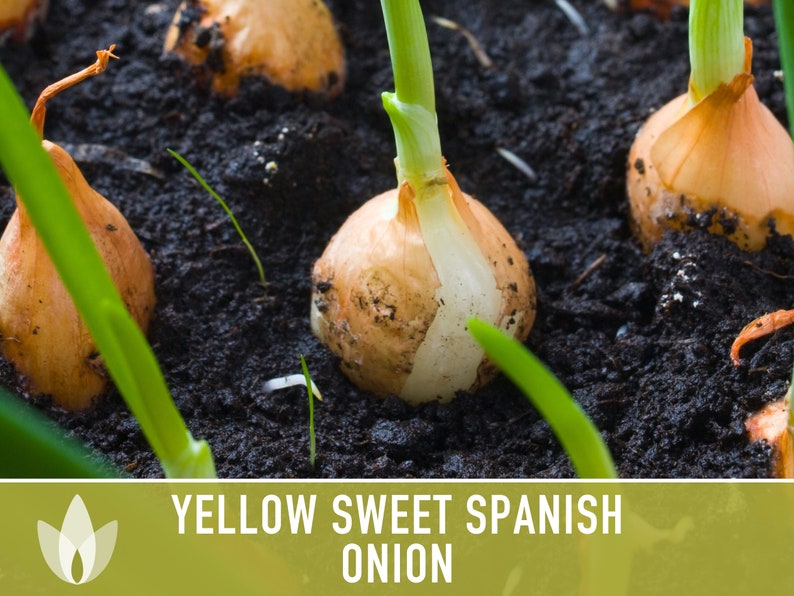 Yellow Sweet Spanish Onion Seeds Heirloom Root Vegetables - Etsy