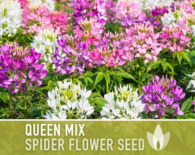 4 Color Custom Mix Spider Flower Blend cleome Hot Pink, Hot Purple, Bi ...