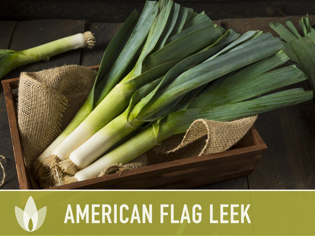 American Flag Leek Heirloom Seeds - Etsy