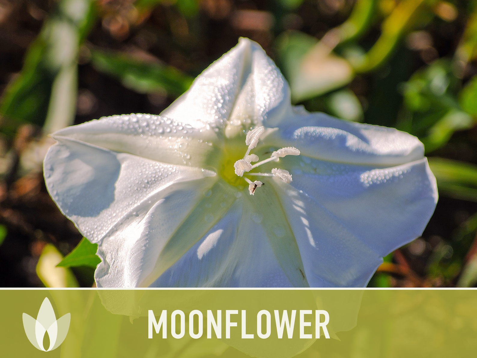 Moonflower Heirloom Flower Seeds Moon Vine Night Blooming - Etsy