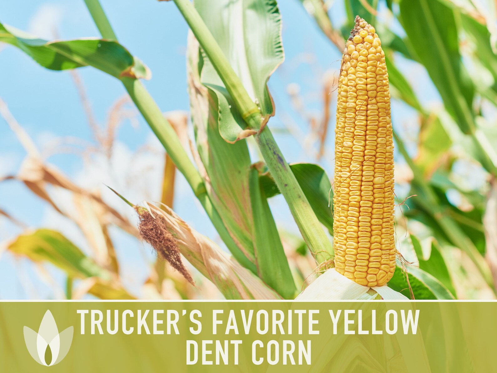 Trucker's Favorite Yellow Dent Corn Heirloom Seeds Open - Etsy