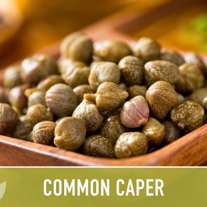 Caper Seeds - Heirloom Seeds, Caper Bush Seeds, Capparis Spinosa, Evergreen, Medicinal ...