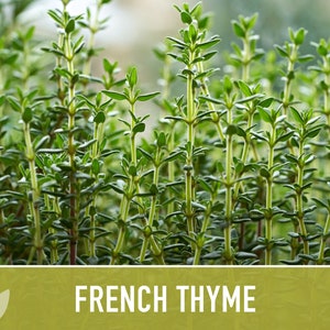 French Thyme Seeds - Culinary Herb, Medicinal Use, Non-gmo - Etsy