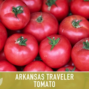 Arkansas Traveler Tomato - Heirloom Seeds, Indeterminate Tomato, Heat ...