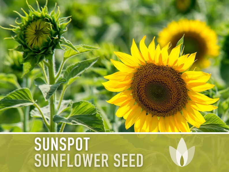Sunspot Sunflower Seeds – Dwarf Heirloom, Kids Garden, Bouquet Flowers ...
