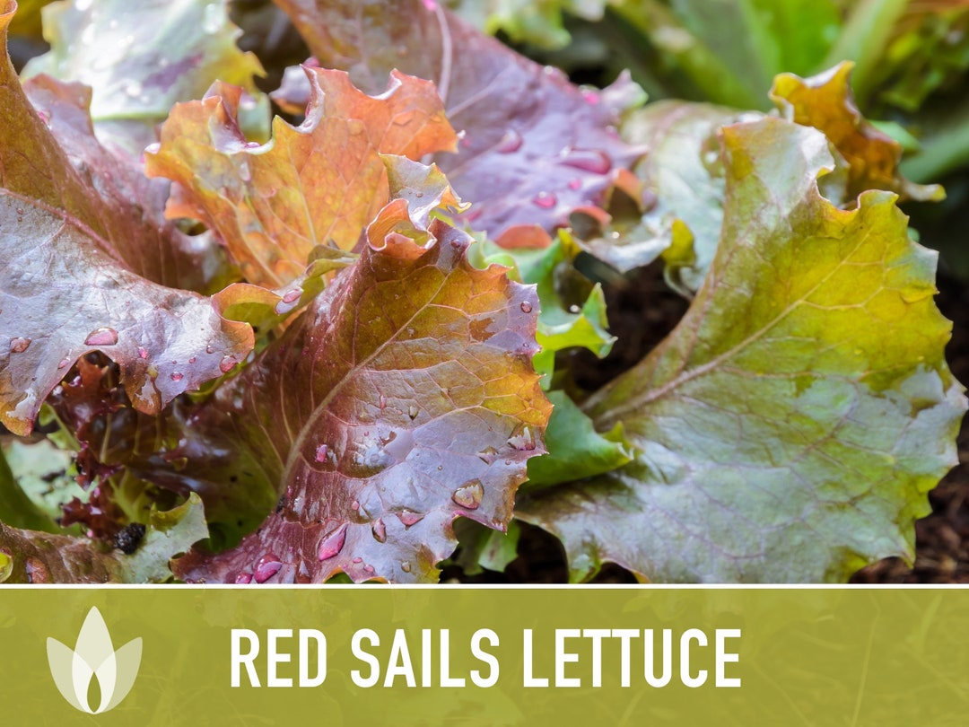 Red Sails Lettuce Heirloom Seeds - Etsy