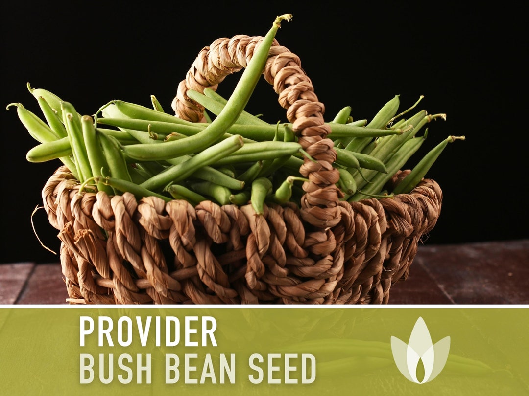 Provider Bush Bean Seeds - Heirloom, Open Pollinated, Easy to Grow ...