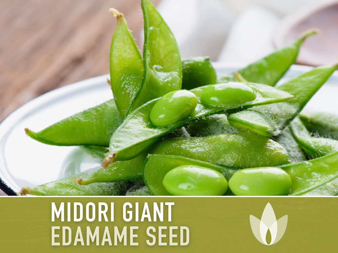 Midori Giant Edamame Seeds - Heirloom Seeds, Organic Soybean, Japanese ...