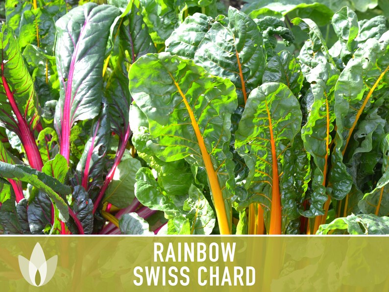 Rainbow Swiss Chard Heirloom Seeds Edible Landscaping - Etsy