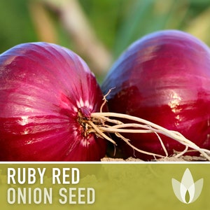 Ruby Red Onion Seeds - Heirloom Seeds, Root Vegetables, Fall Garden ...