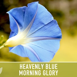 Morning Glory, Heavenly Blue Flower Seeds - Heirloom Seeds, Annual ...