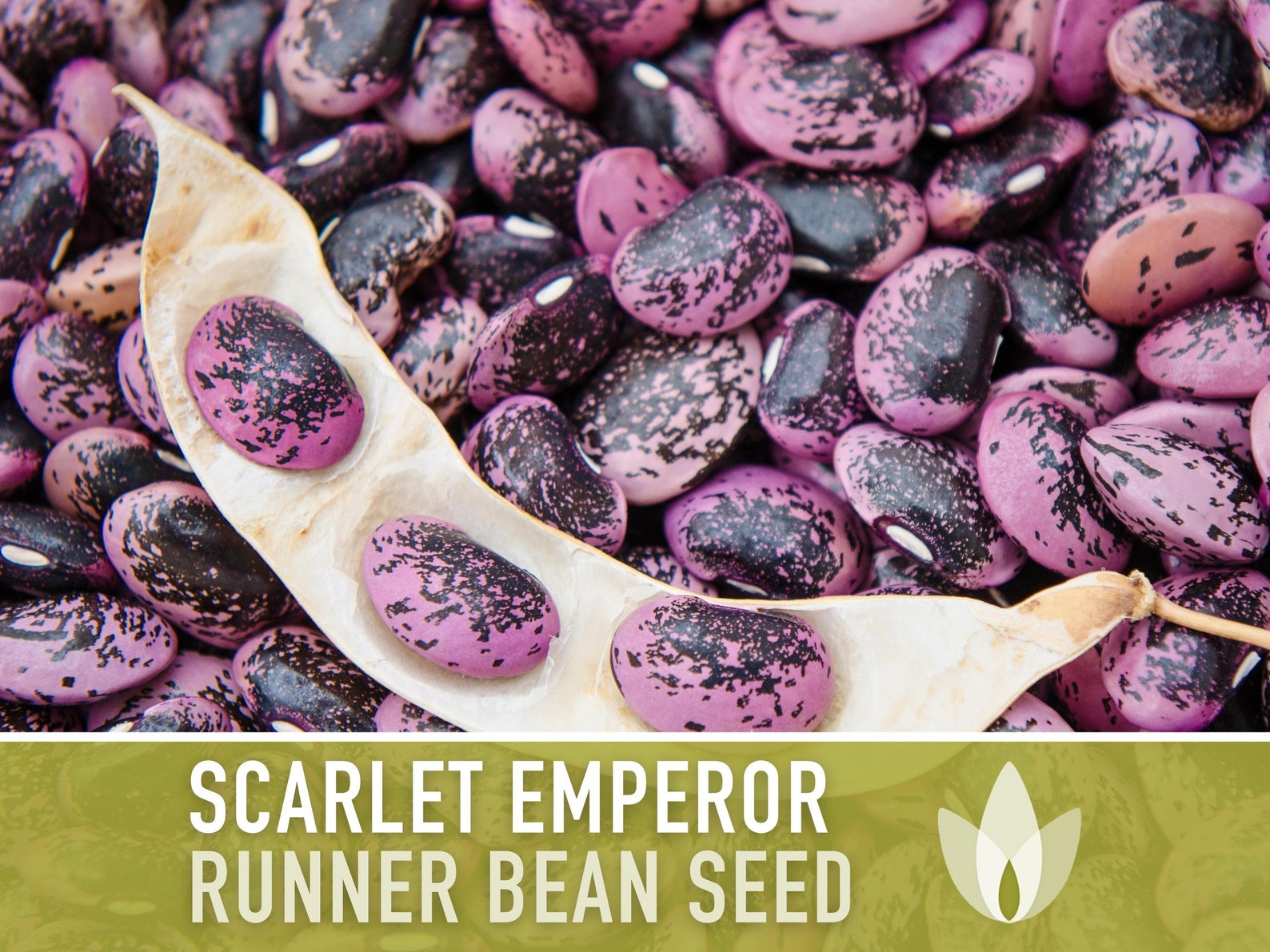 Scarlet Emperor Runner Bean Heirloom Seeds - Non-gmo, Open Pollinated ...