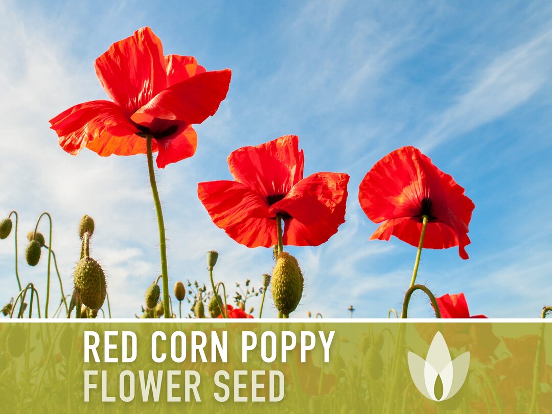 Red Corn Poppy Heirloom Seeds - Flower Seeds, Cool Weather Seeds ...