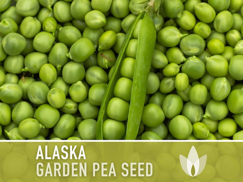 Alaska Garden Pea Seeds – Heirloom, Early Maturing, 60 Seeds - Etsy