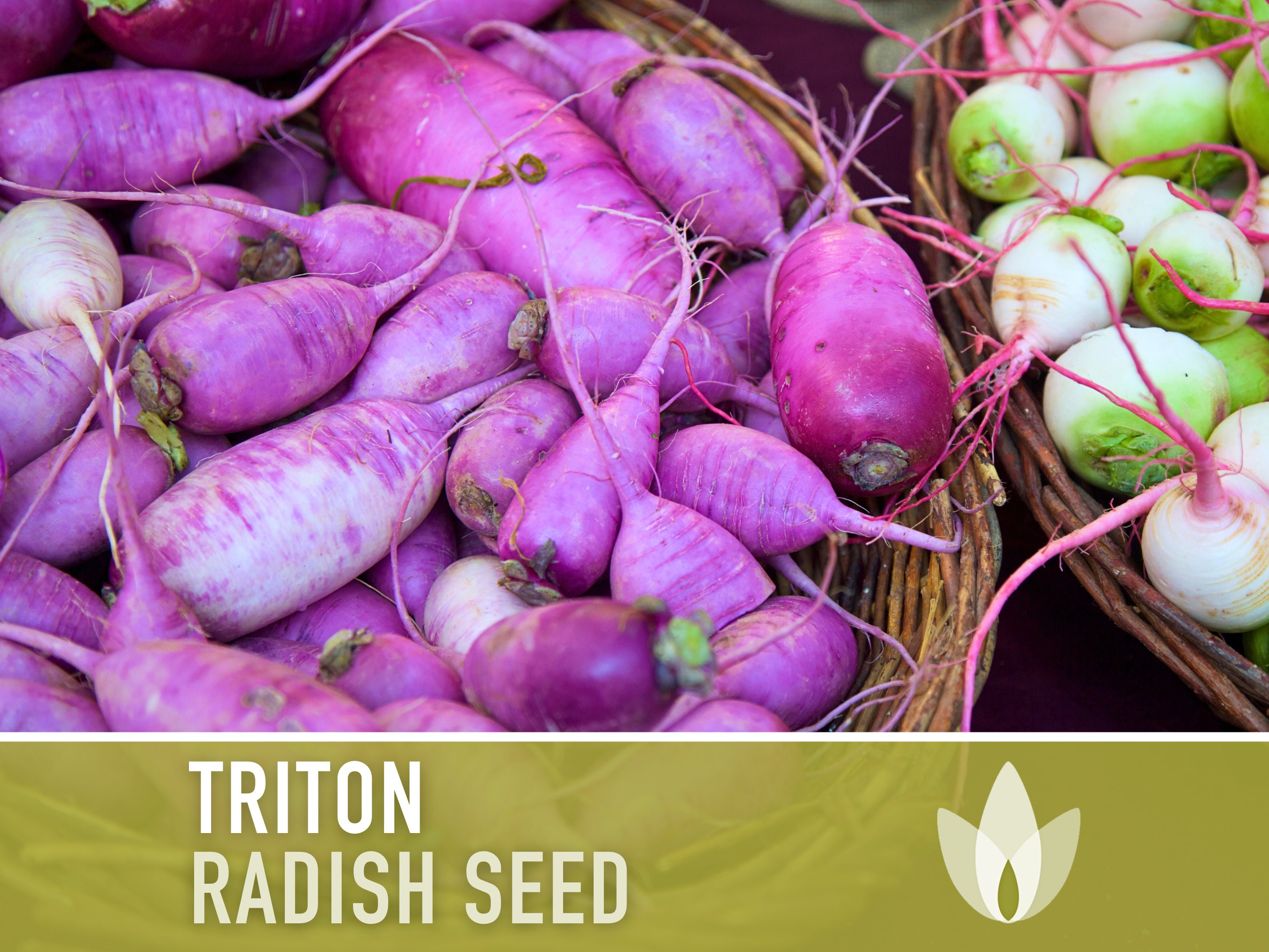 Triton Purple Daikon Radish Seeds - Heirloom, Non-gmo - Etsy