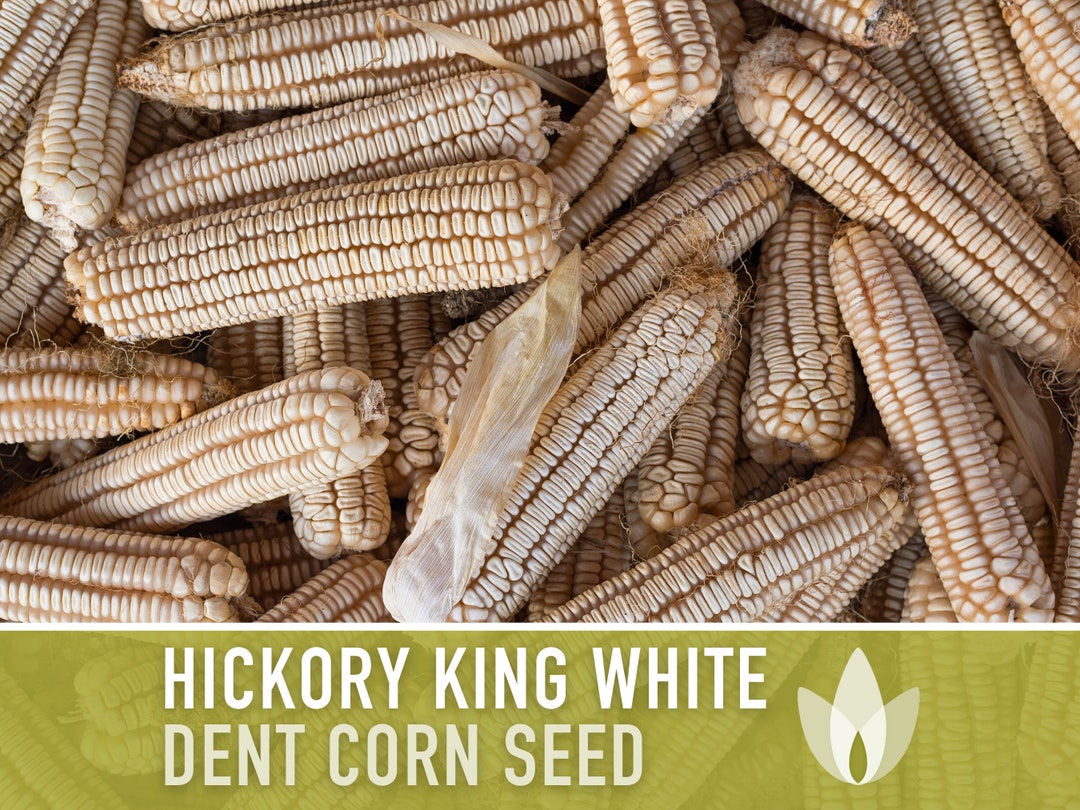 Hickory King White Corn Heirloom Seeds - Dent Corn, Sweet Corn, Milling ...