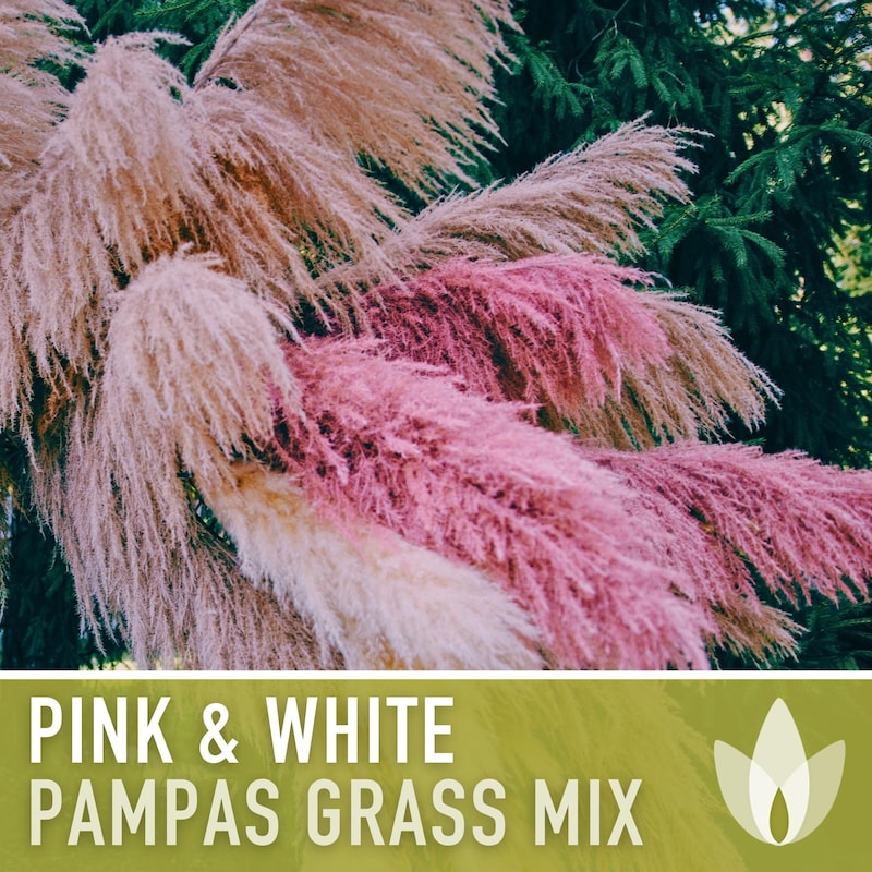 Pampass Grass Seeds Etsy