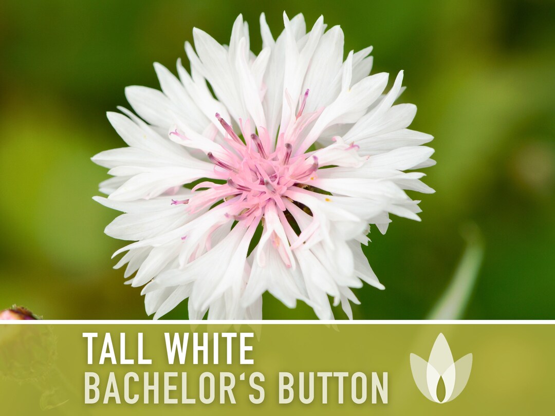 White Bachelor's Button Seeds, Heirloom Cornflower, Edible Wildflower ...