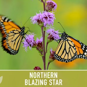 Northern Blazing Star Flower Seeds - Heirloom Seeds, Native Seeds ...
