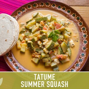 Tatume Summer Squash Seeds - Heirloom, Tatuma, Calabacita, Drought ...