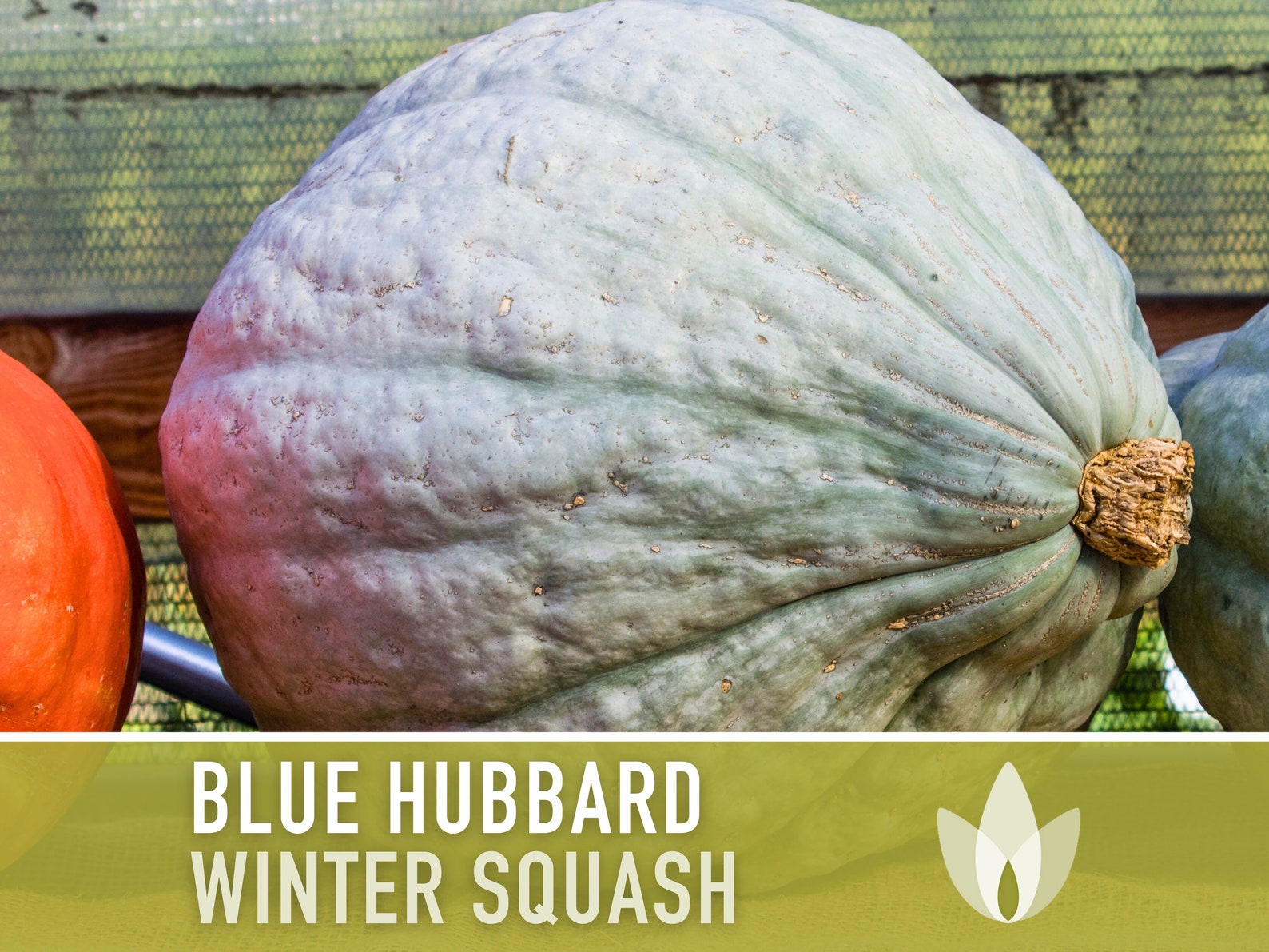 Blue Hubbard Winter Squash Heirloom Seeds - Etsy