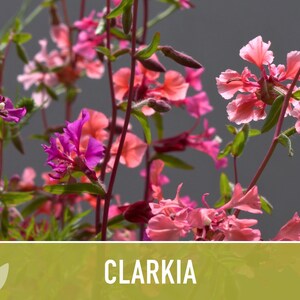 Clarkia Flower Seeds - Heirloom Seeds, California Native Wildflower Mix ...