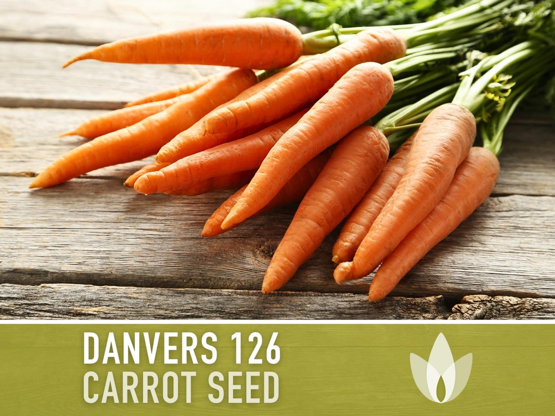 Danvers 126 Carrot Heirloom Seeds - Great for Rough, Clay Soils, Non-gmo, Open Pollinated, Seed ...