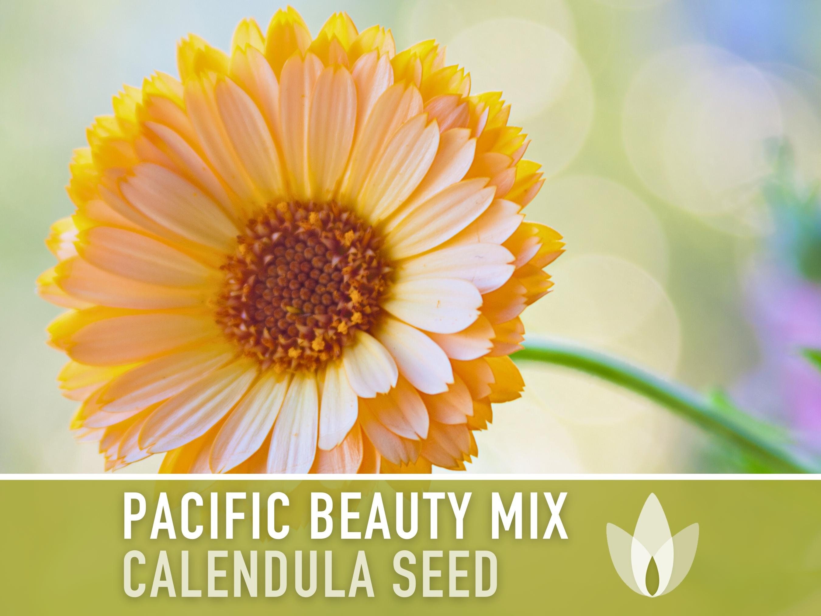 Calendula Pacific Beauty Flower Seeds – Heirloom Cottage Garden - Etsy