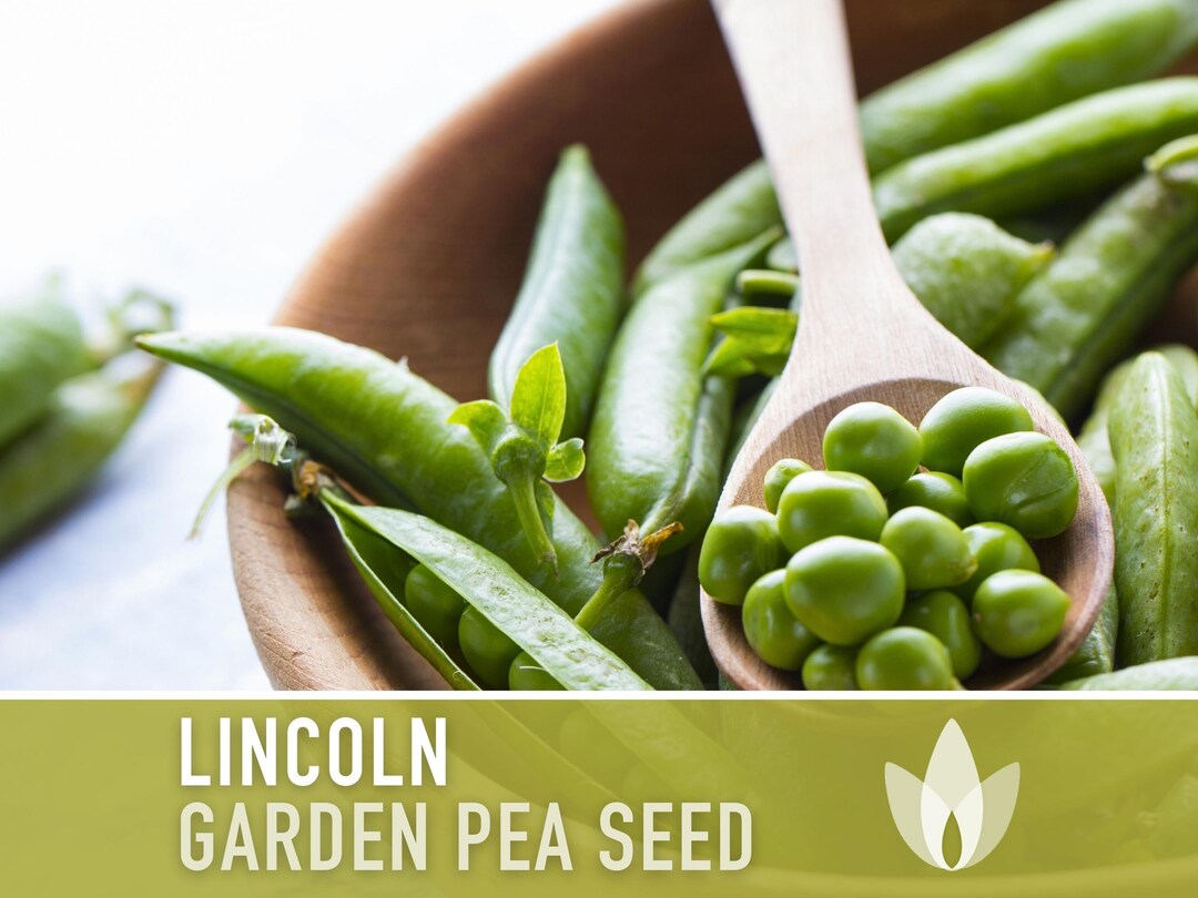 Lincoln Garden Pea Seeds – Heirloom, High Yield, Non-gmo - Etsy