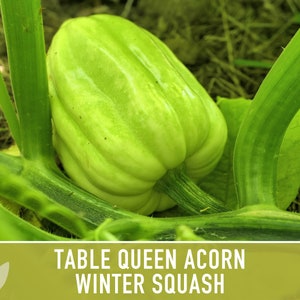 Table Queen Acorn Winter Squash Heirloom Seeds - Short Season, Buttery ...