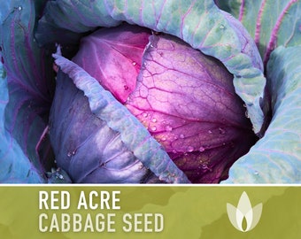 Red Acre Cabbage Seeds | Heirloom | Organic - Etsy