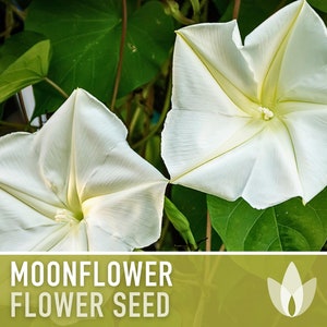 Moonflower Heirloom Flower Seeds - Moon Vine, Night Blooming, Morning ...