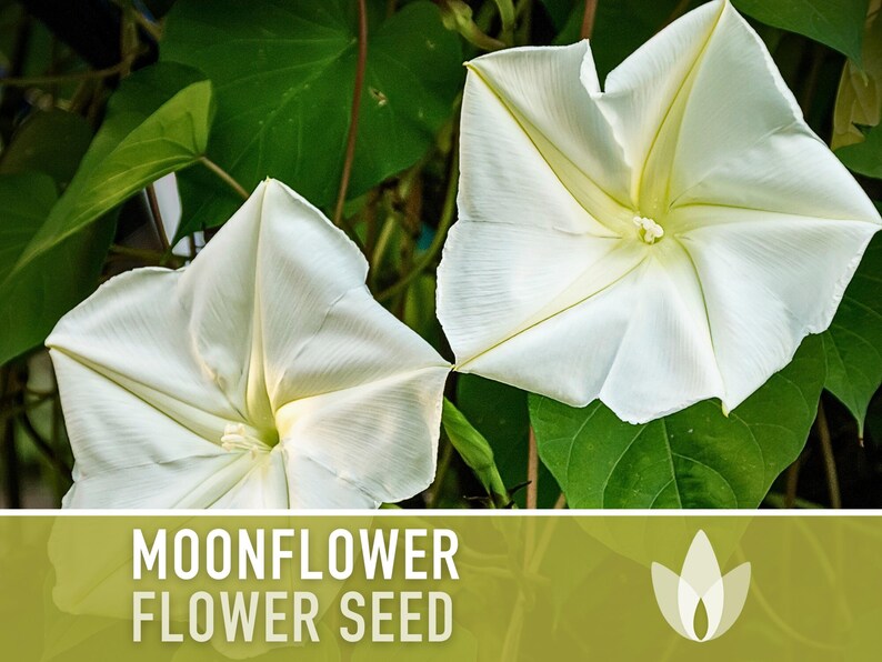 Moonflower Heirloom Flower Seeds - Moon Vine, Night Blooming, Morning ...