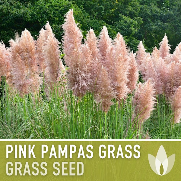 Pink Pampas - Etsy