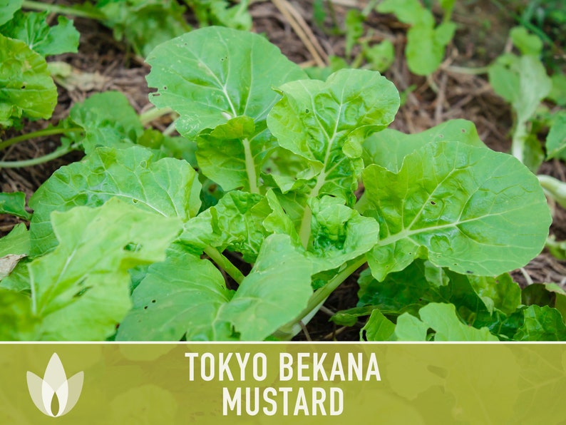 Tokyo Bekana Mustard Greens Heirloom Seeds Yellow Flowers - Etsy