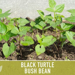 Black Turtle Bush Bean Seeds - Heirloom Seeds, Bush Bean, High Yield ...