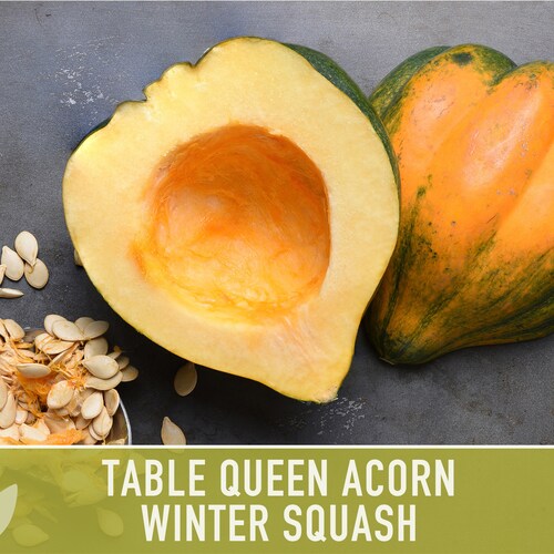 Table Queen Acorn Winter Squash Heirloom Seeds Short Season - Etsy