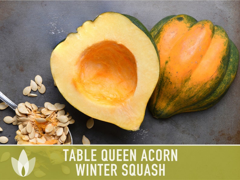 Table Queen Acorn Winter Squash Heirloom Seeds Short Season - Etsy