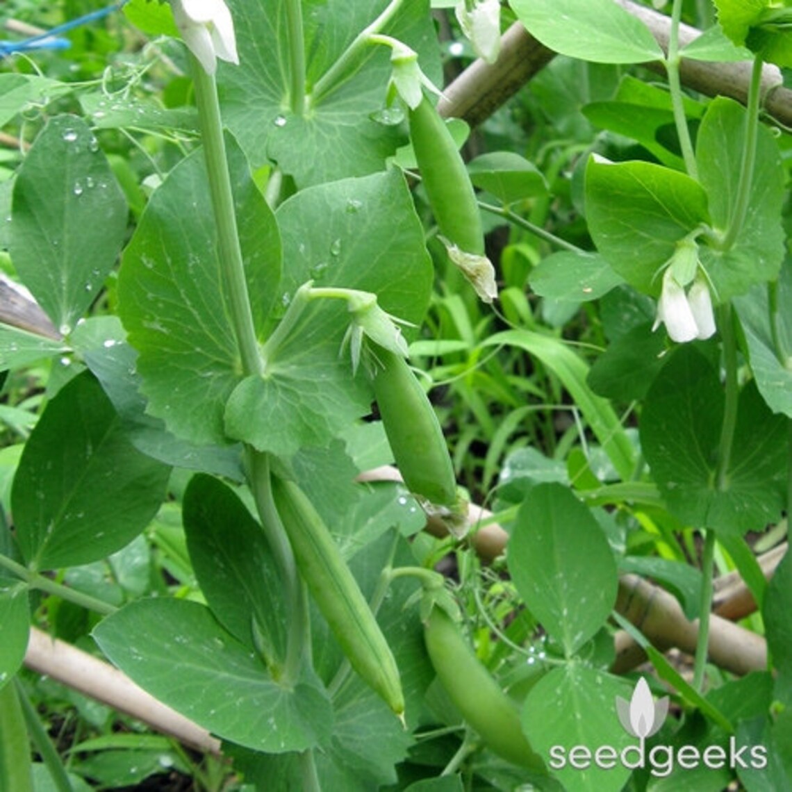 Sugar Ann Snap Pea Heirloom Seeds - Etsy
