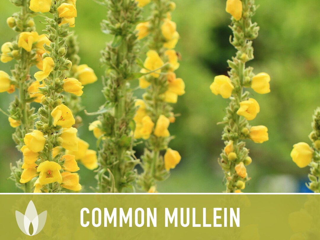 Common Mullein Seeds Heirloom Seeds Medicinal Herb Seeds - Etsy