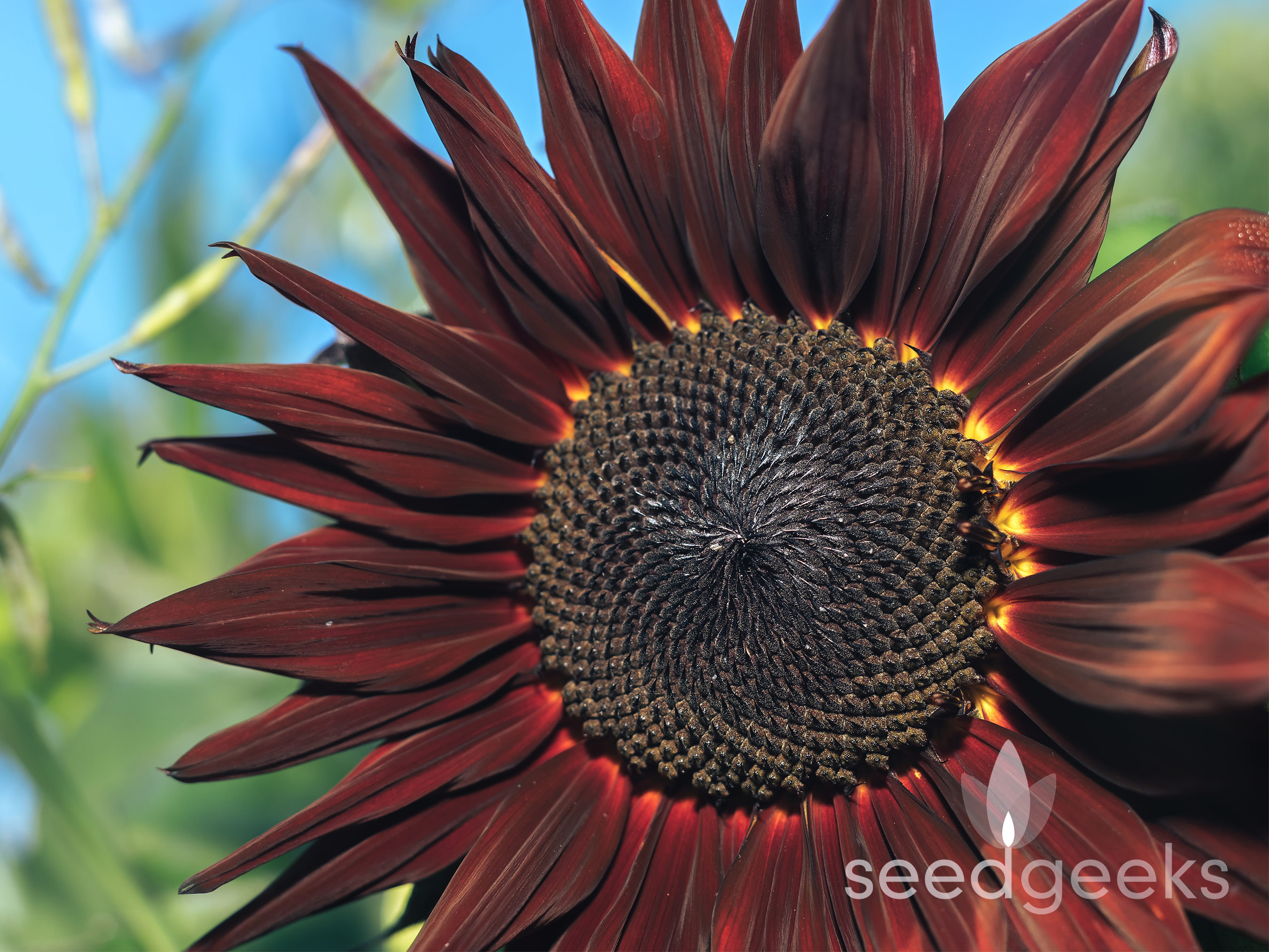 Chocolate Cherry Sunflower Seeds Heirloom Flower Seeds - Etsy