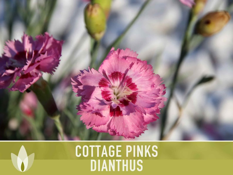 Cottage Pinks Dianthus Flower Seeds Heirloom Seeds Chinese - Etsy