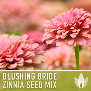 Zinnia, Blushing Bride Flower Seed Mix Heirloom Seeds, Polar Bear ...